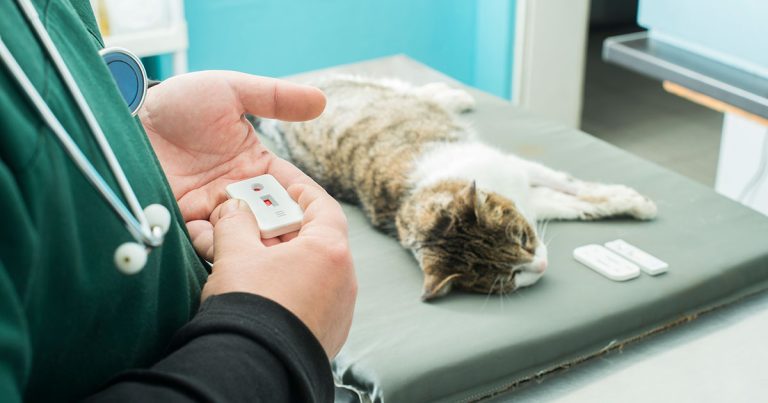 Feline Asthma - Ceres Veterinary Feline Asthma - Ceres Veterinary